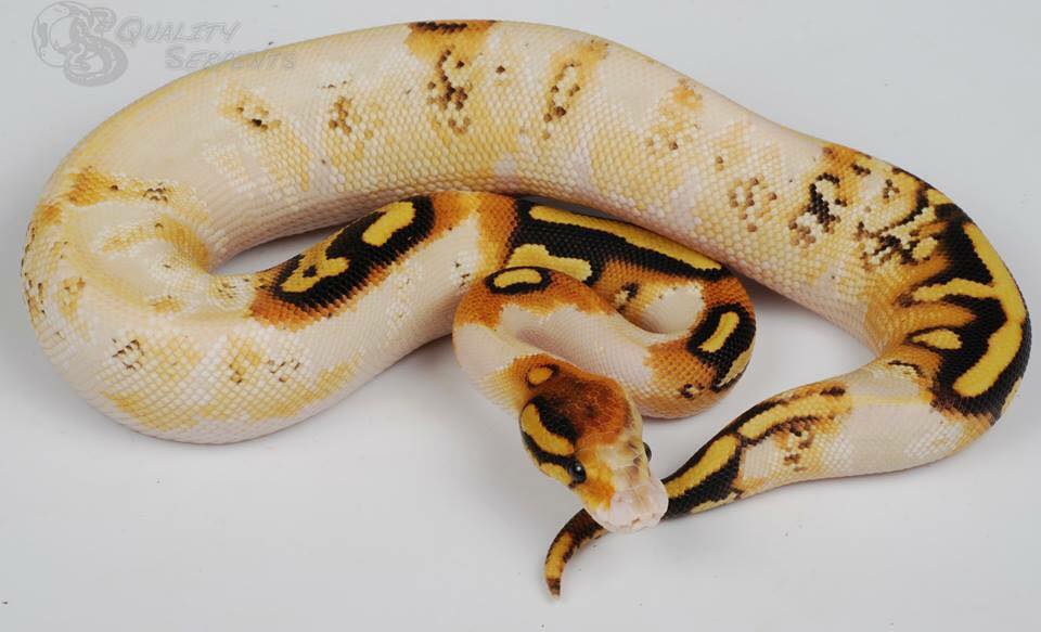 Respiratory Infections in Reptiles: The Importance of Identifying the ...