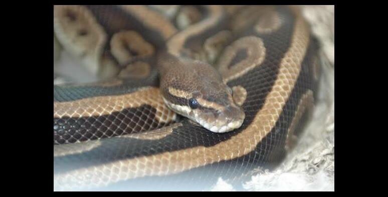 Respiratory Infections in Reptiles: The Importance of Identifying the ...