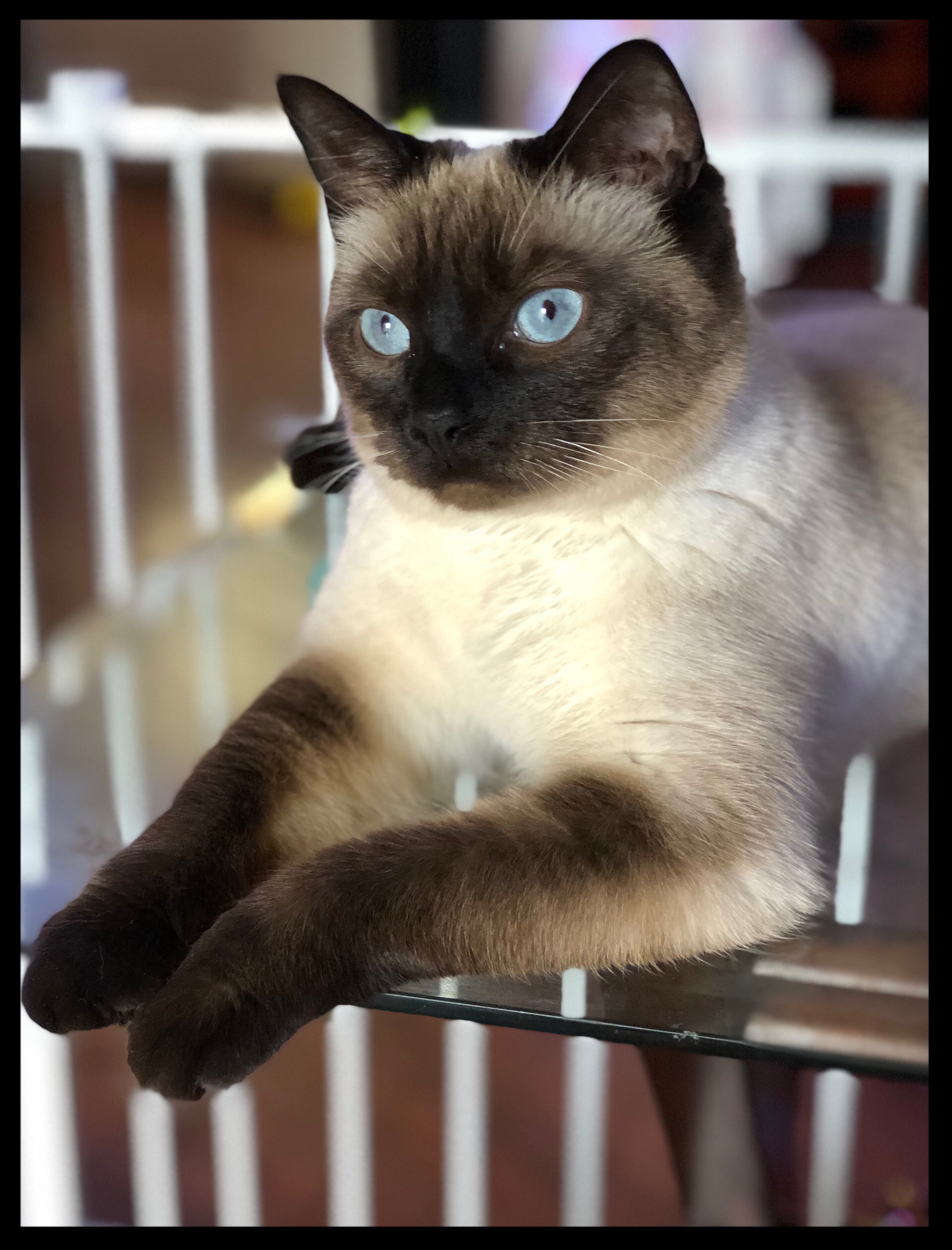 Siamese Genetics: Why That Cute Pointed Kitten May Not Be One After All ...