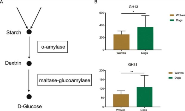 Wolves Living Among Us: Should Dogs Eat Corn and Grains? – Vibes from a ...
